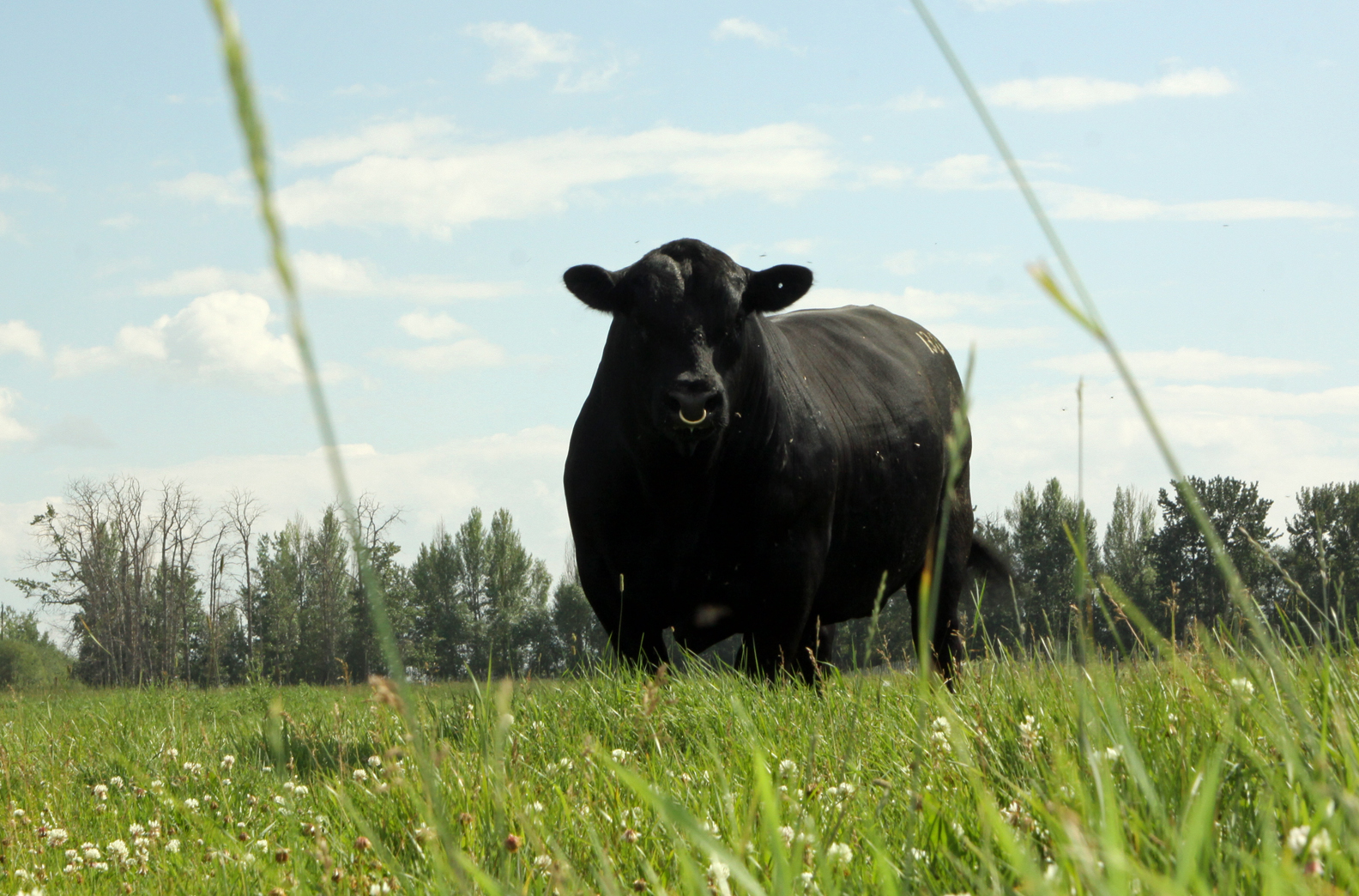 Brandl Cattle Co