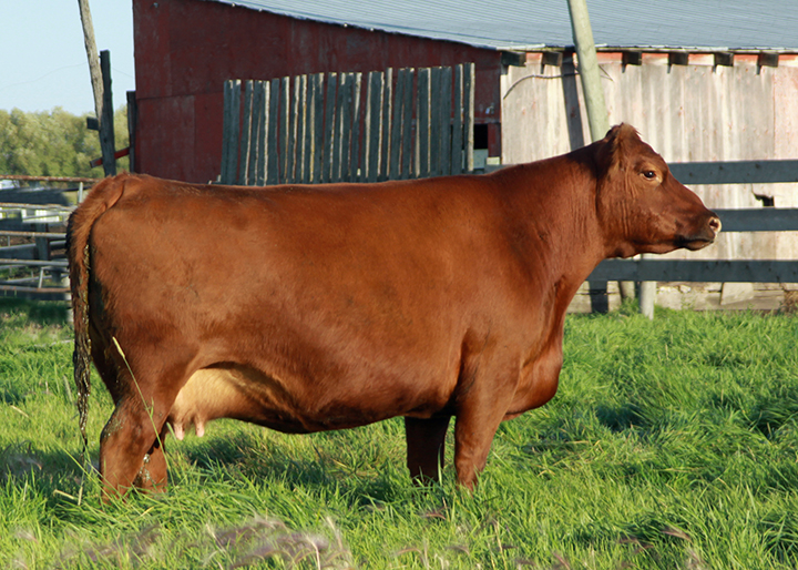 Red Angus – Brandl Cattle Co